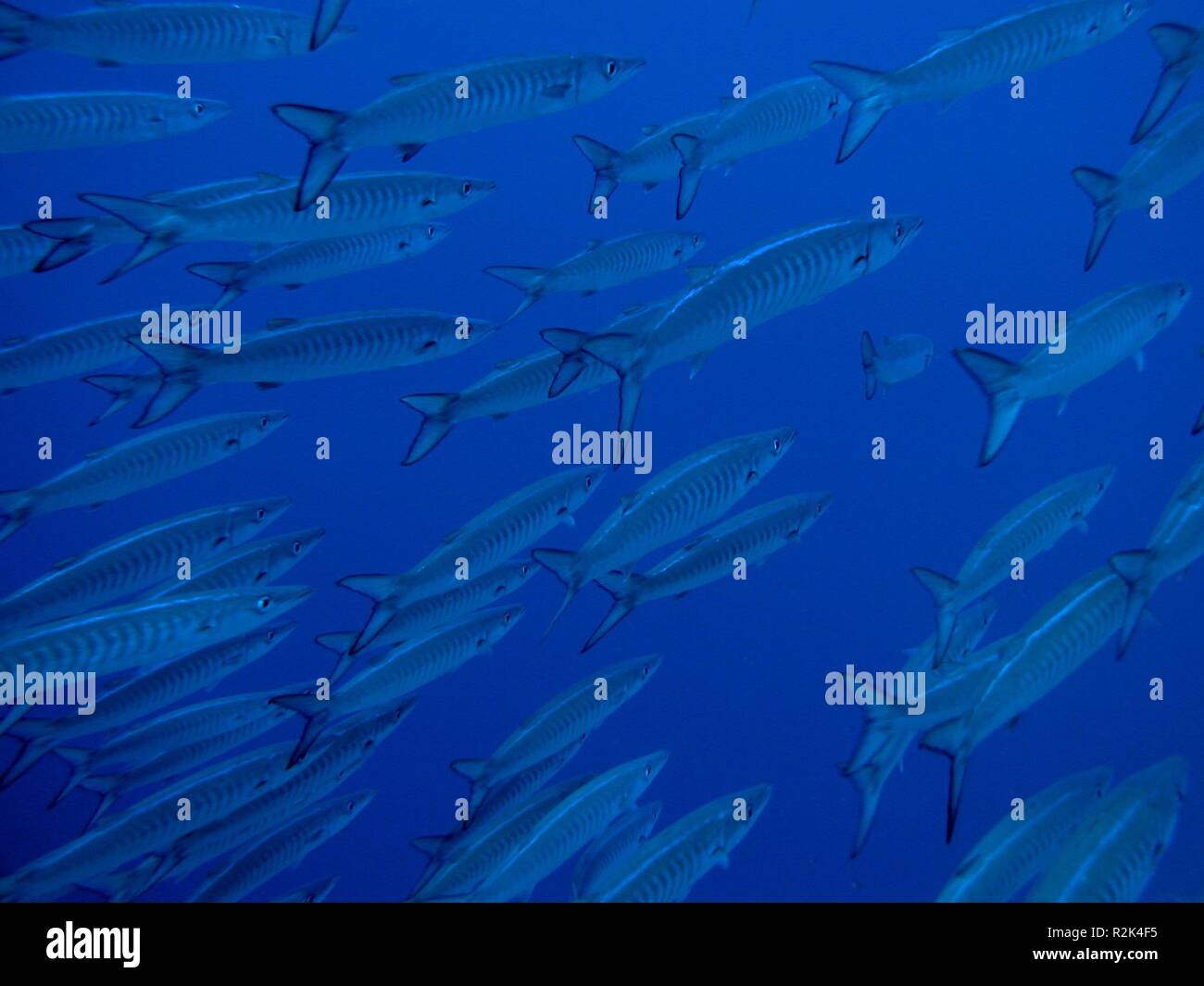 Barakuda hi-res stock photography and images - Alamy