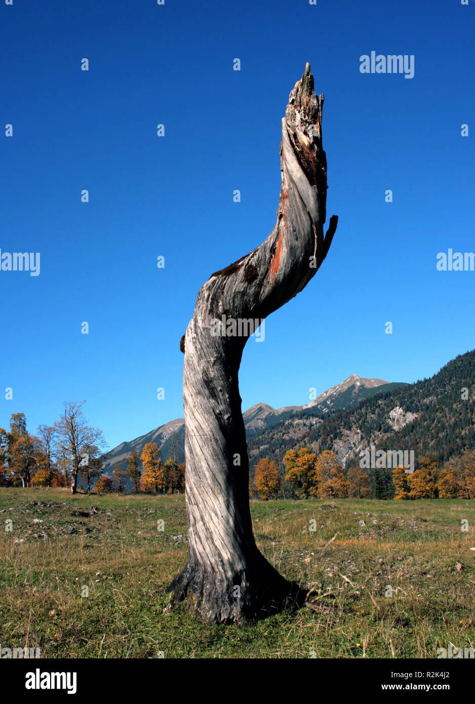Rotten maple leaves leaf hi-res stock photography and images - Alamy