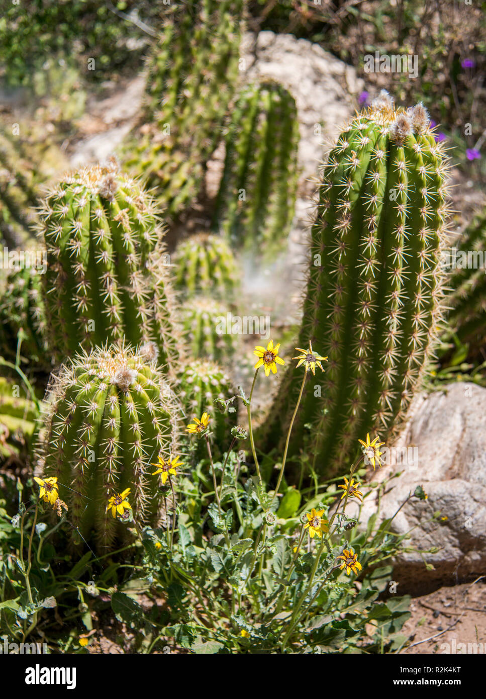 Spring in the desert, Phoenix, Arizona Stock Photo - Alamy