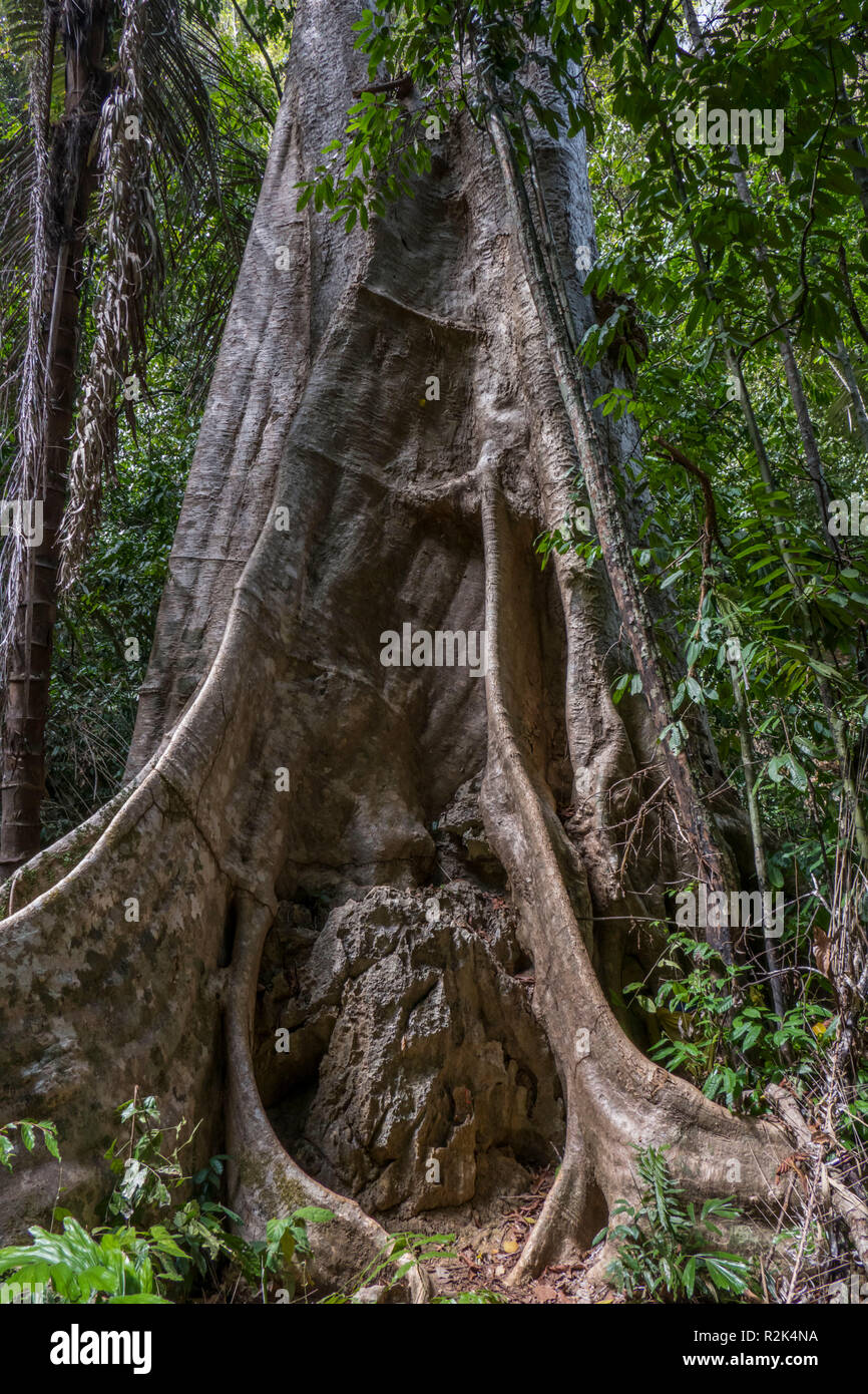 1000 years old temple hi-res stock photography and images - Alamy