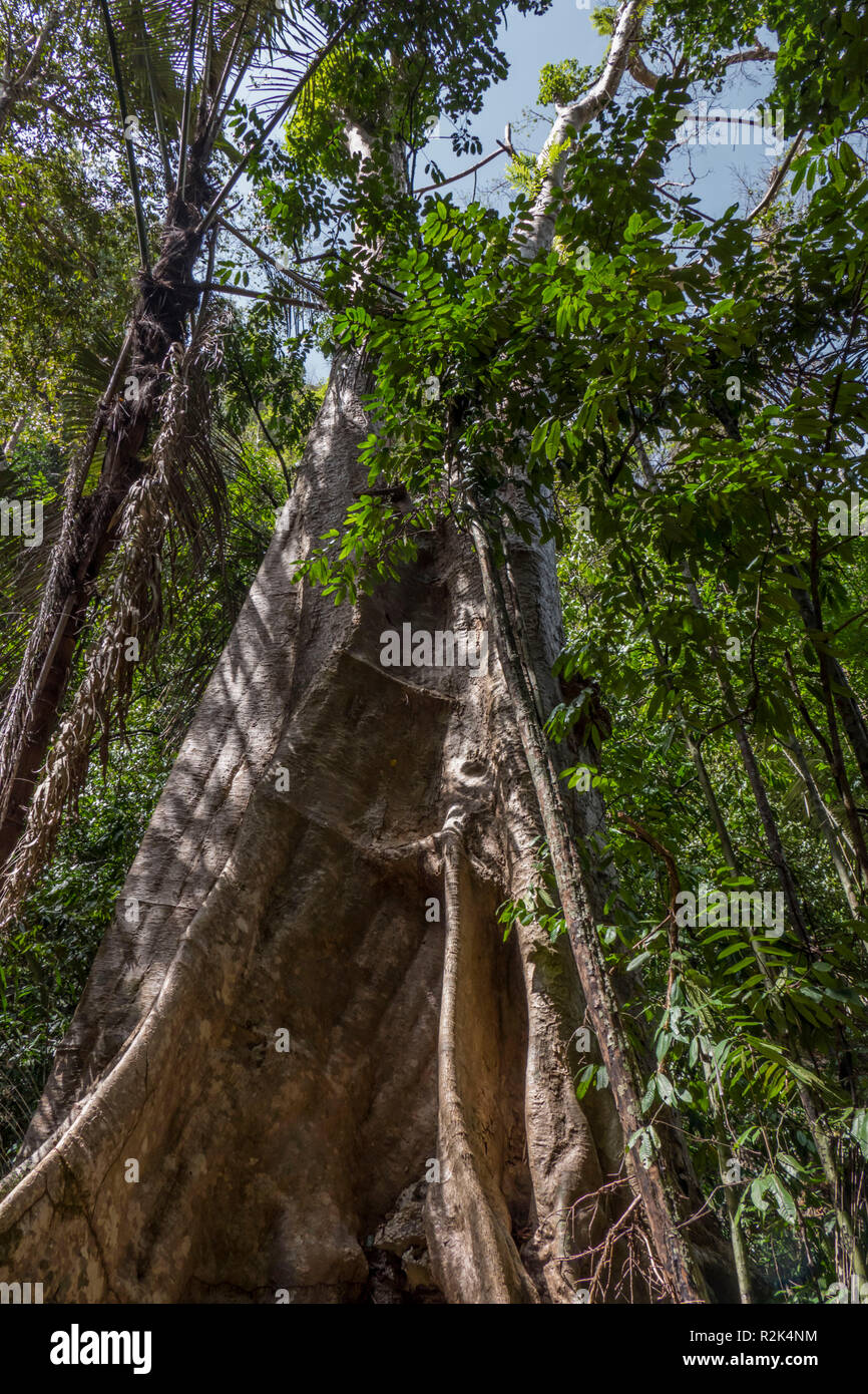 1000 years old temple hi-res stock photography and images - Alamy