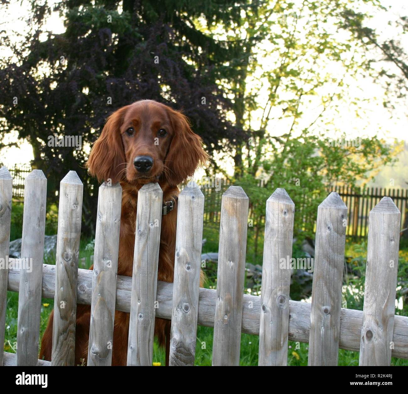 Long guard hairs hi-res stock photography and images - Alamy
