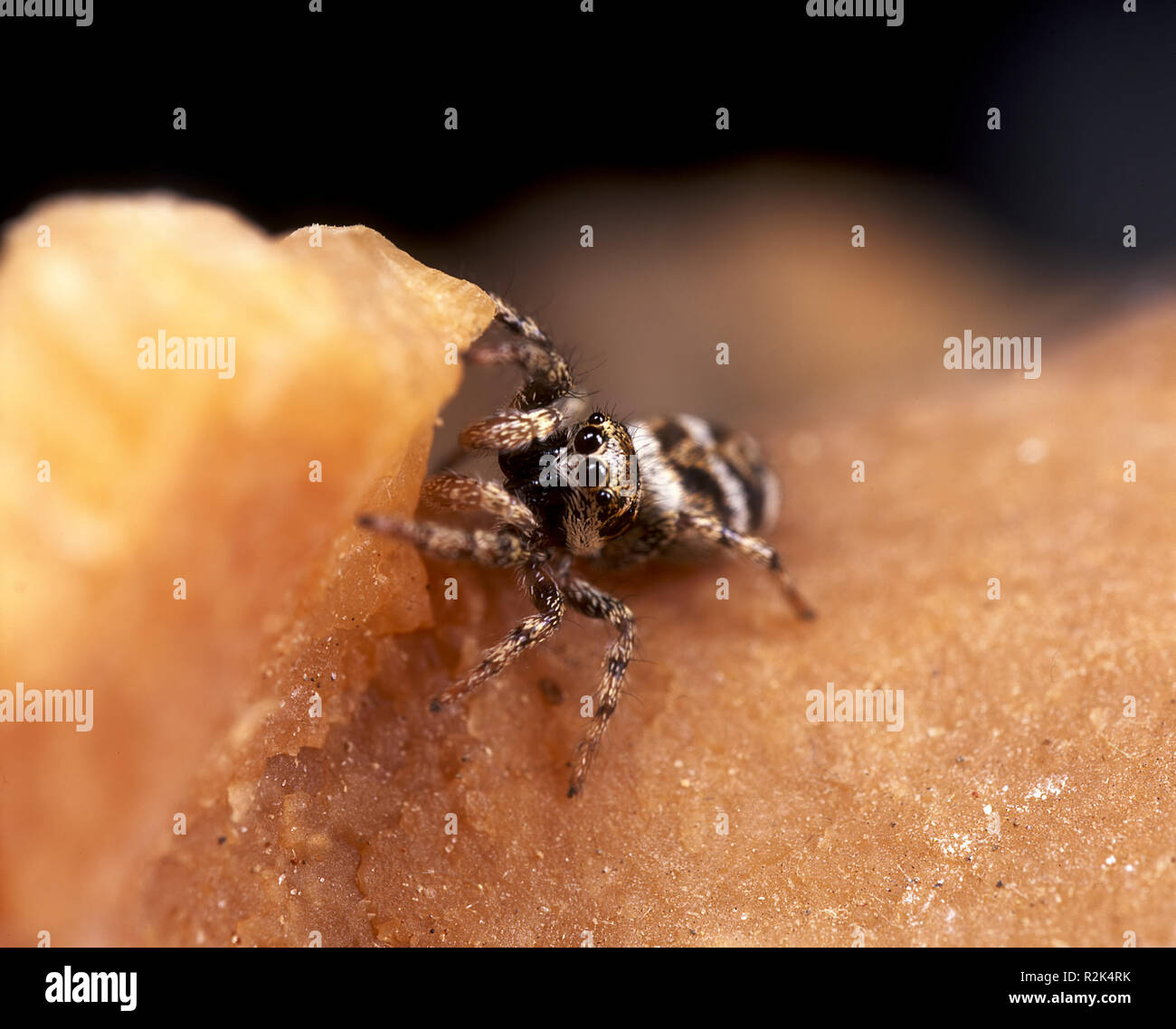 Spider peeking hi-res stock photography and images - Alamy