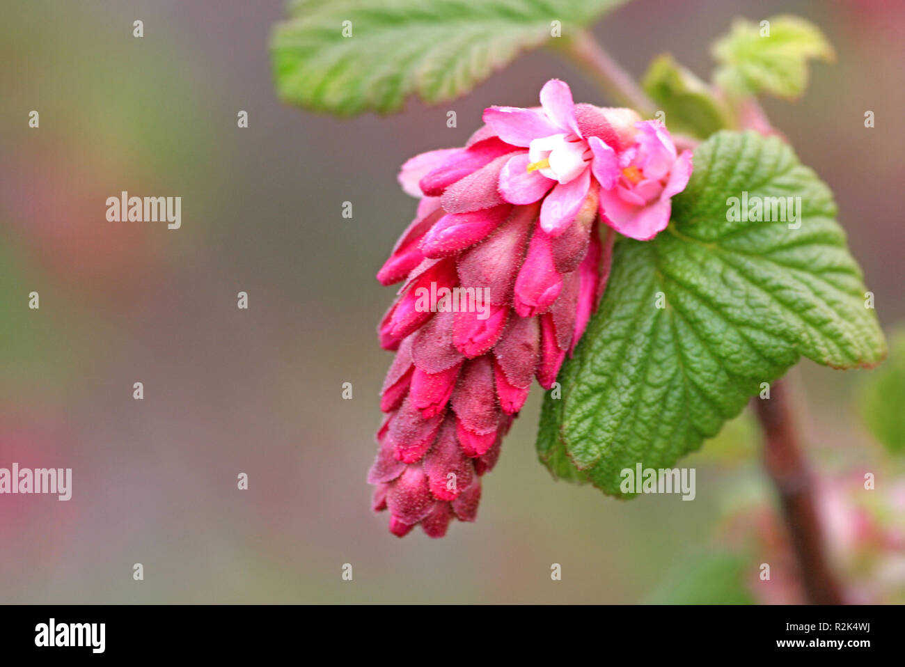 Blutjohannisbeerenstrauch hi-res stock photography and images - Alamy