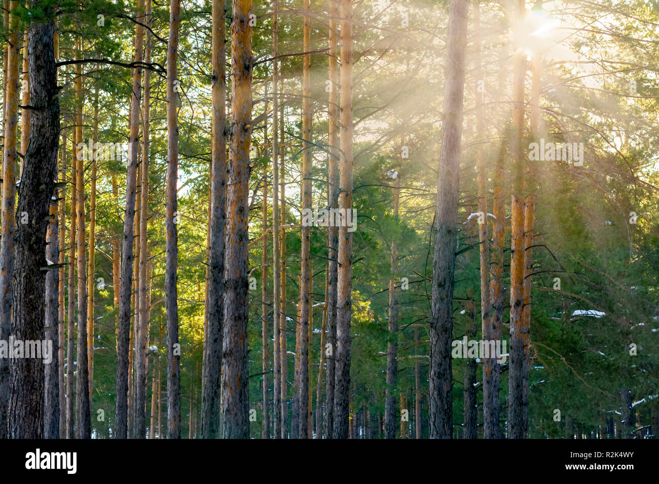 Forest snow sun hi-res stock photography and images - Alamy
