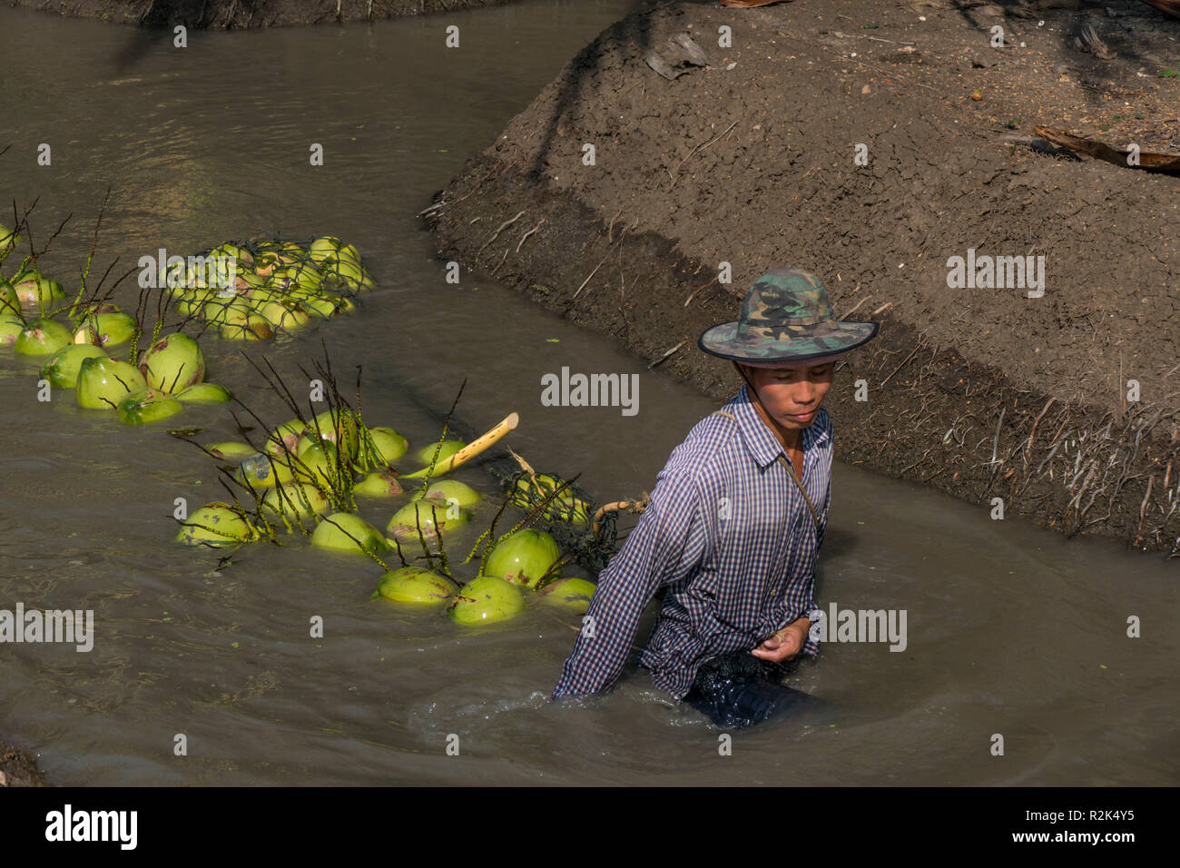 Coconut harvest hi-res stock photography and images - Alamy