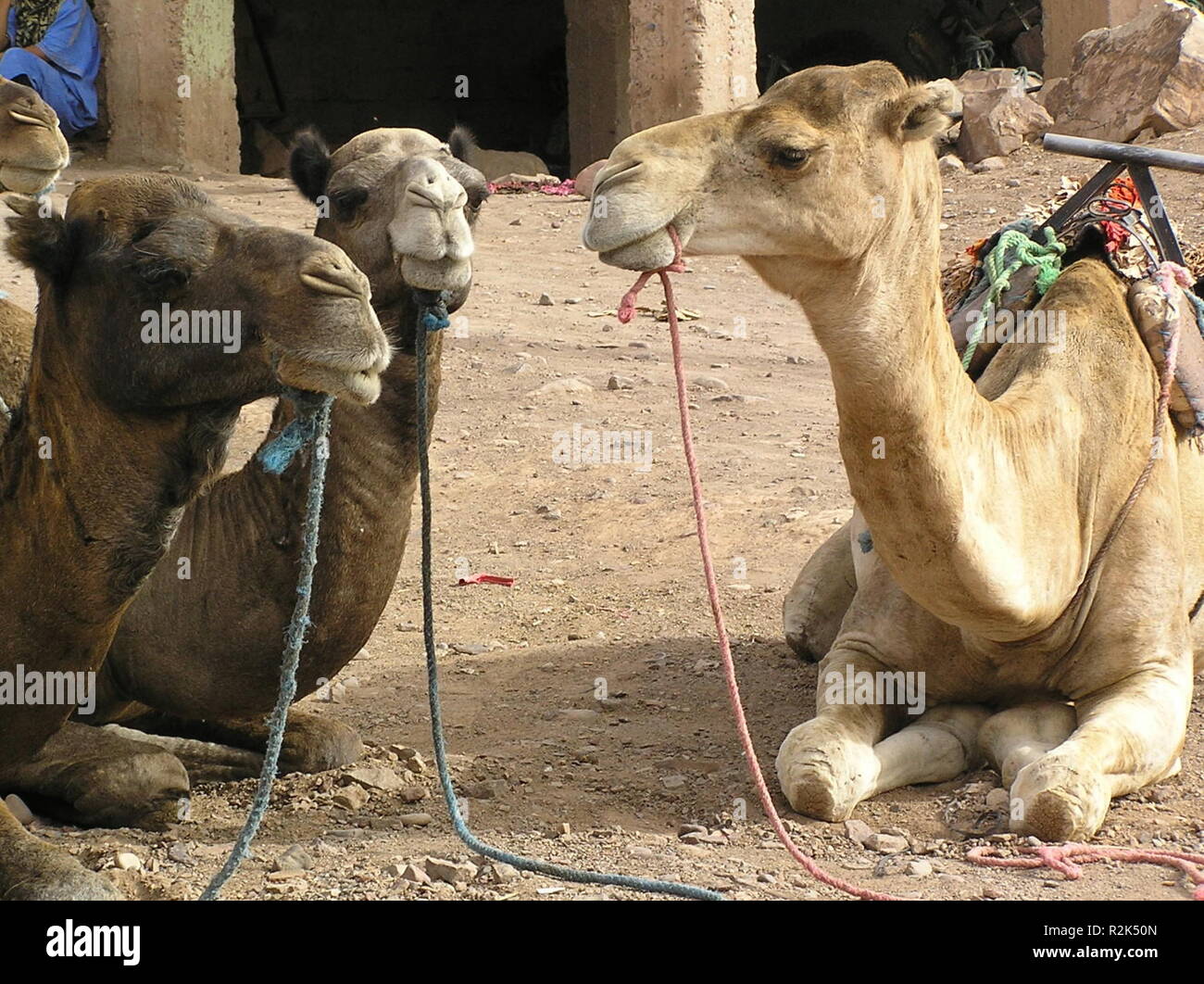 Stentiere hi-res stock photography and images - Alamy