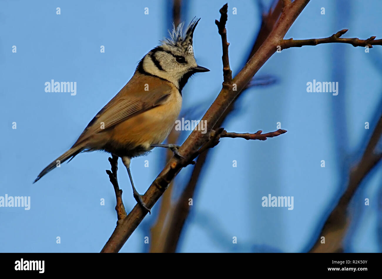 Bird with a hairstyle hi-res stock photography and images - Alamy