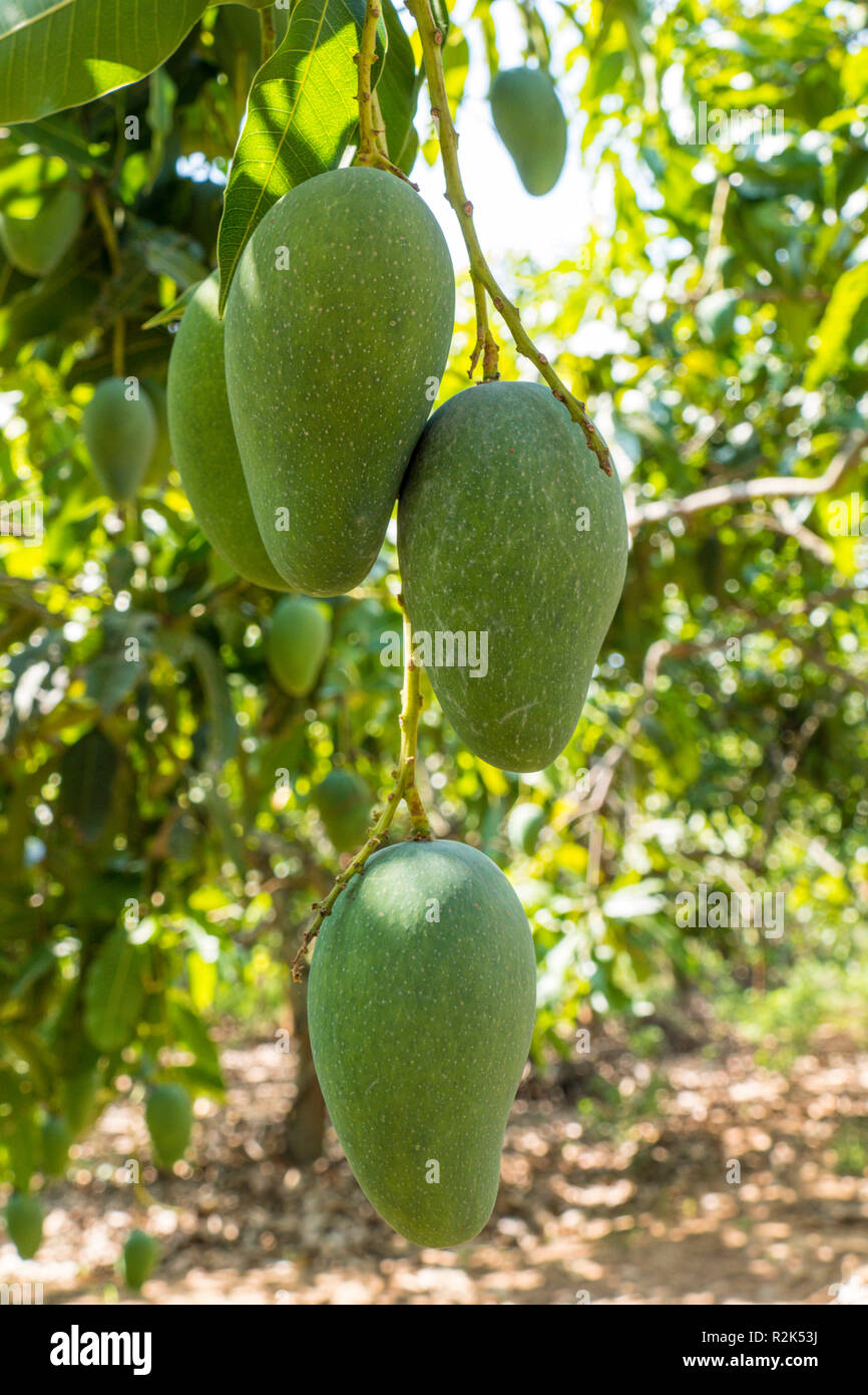 Mango Plantation Stock Photos & Mango Plantation Stock Images - Alamy