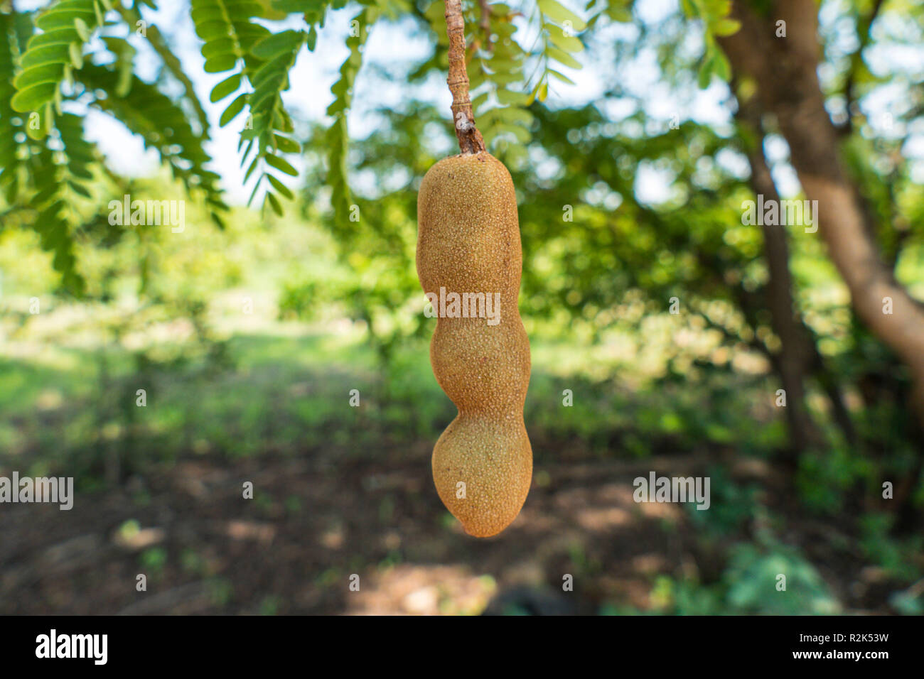 Tamarind tree hi-res stock photography and images - Alamy