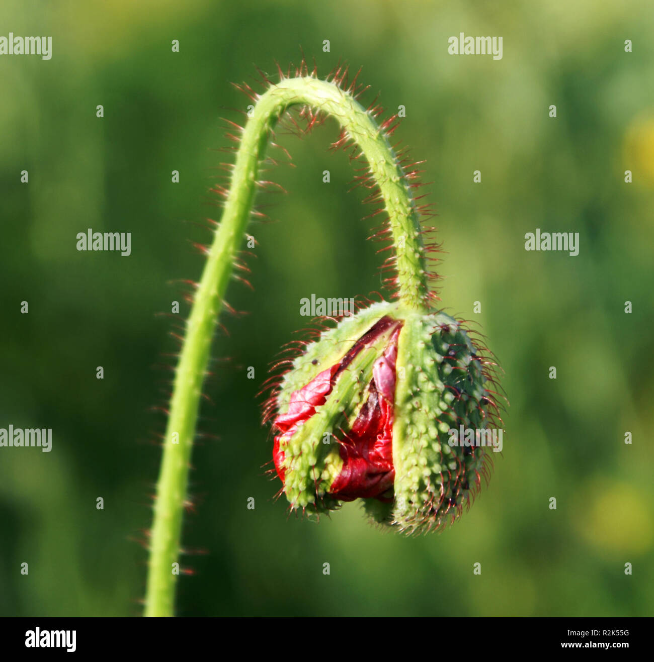 Mohnkapsel hi-res stock photography and images - Alamy