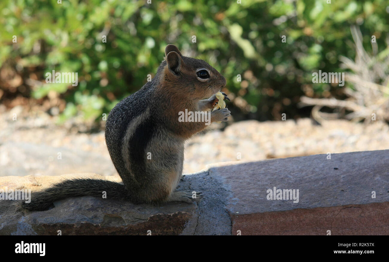 Chipmunk claws hi-res stock photography and images - Alamy