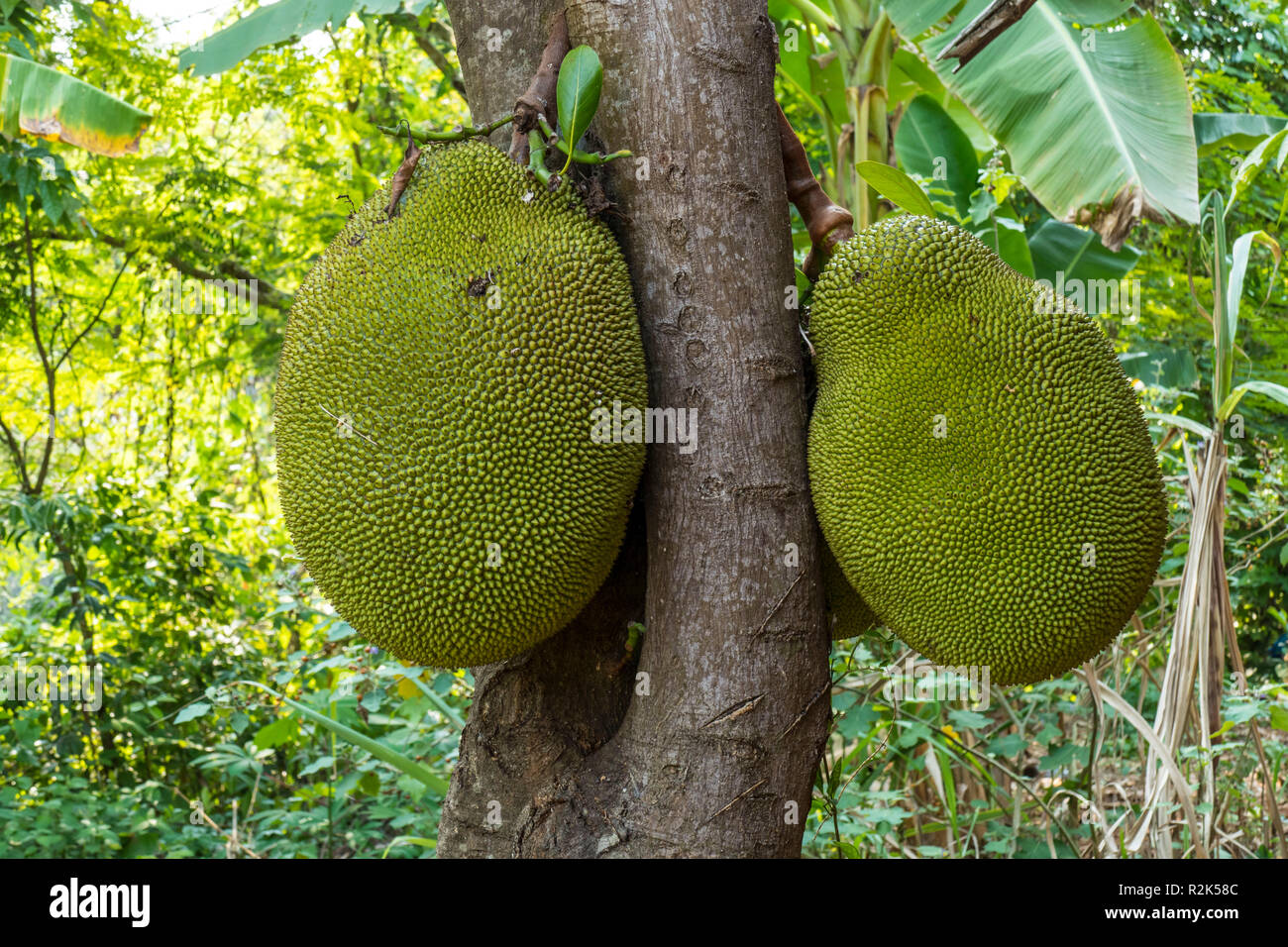 Jackfruit on the Tree, Plantation Stock Photo - Alamy