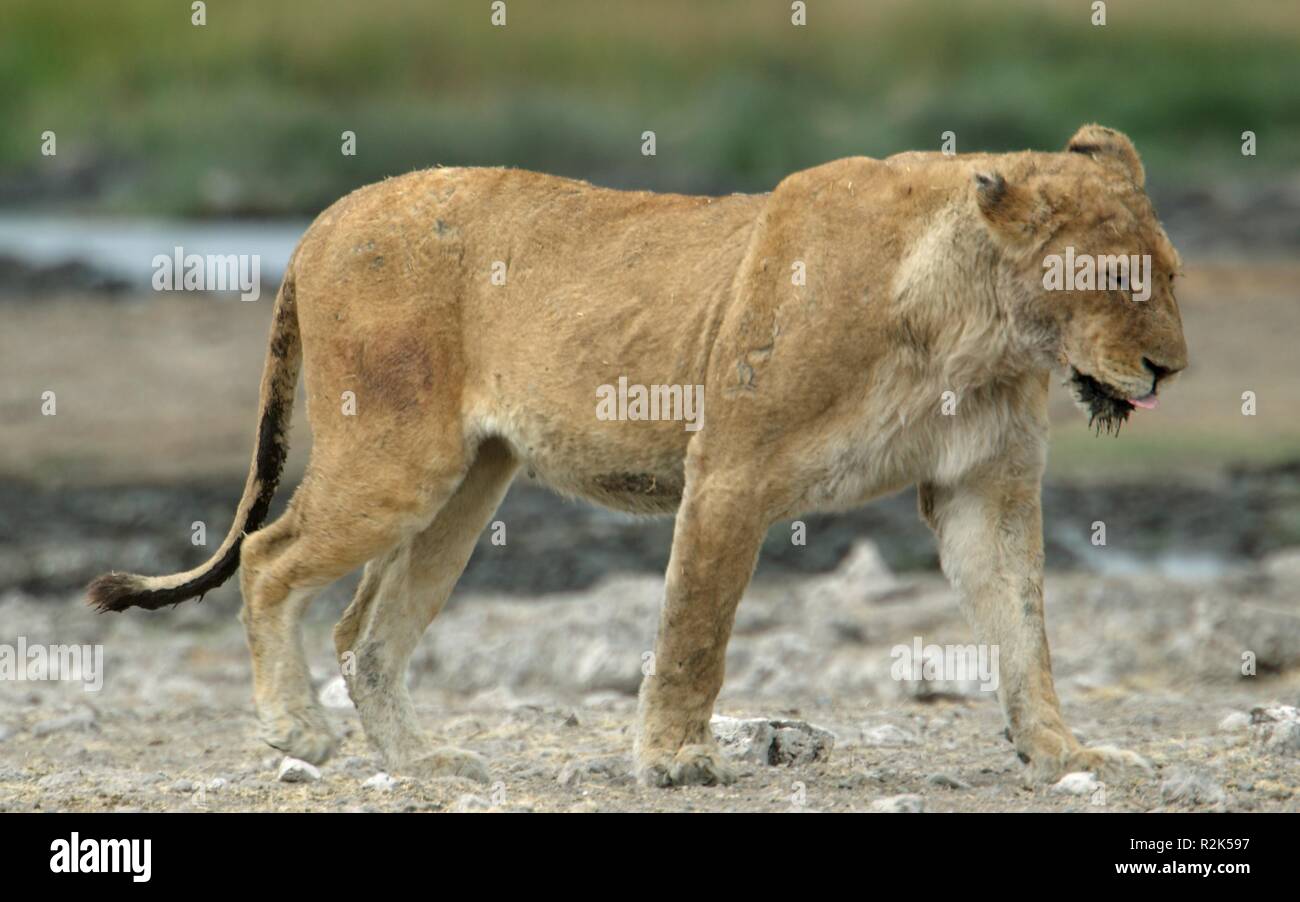 lioness with scars Stock Photo - Alamy