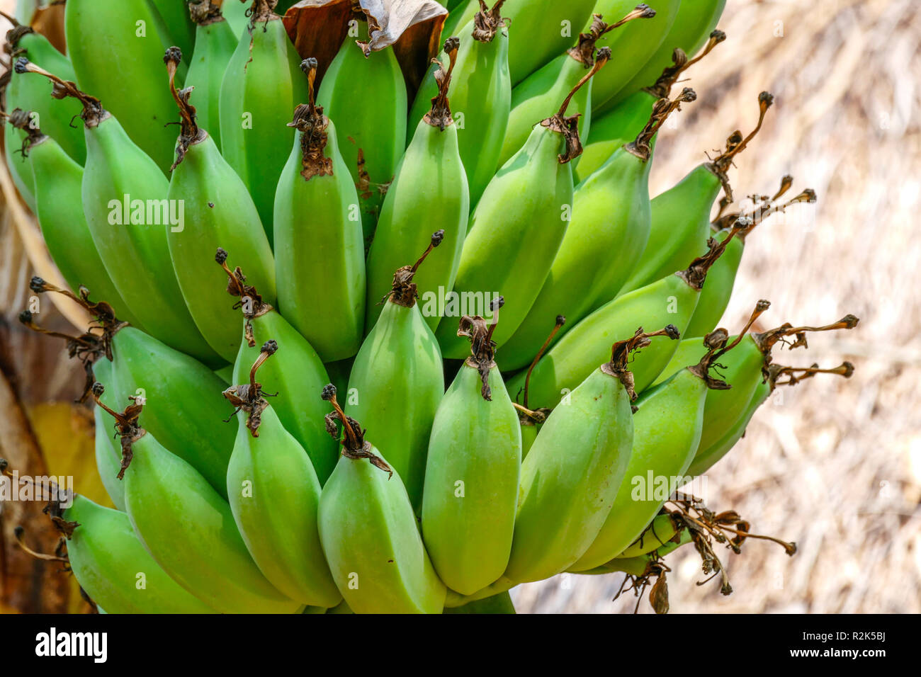 Bananas on the tree Stock Photo - Alamy