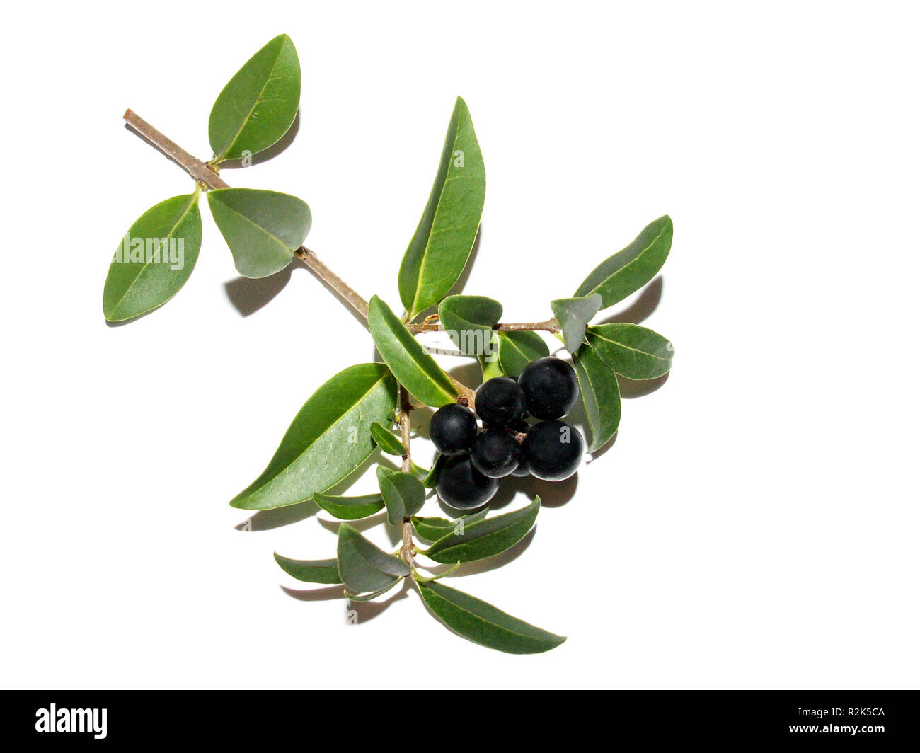 Liguster hedge Cut Out Stock Images & Pictures - Alamy