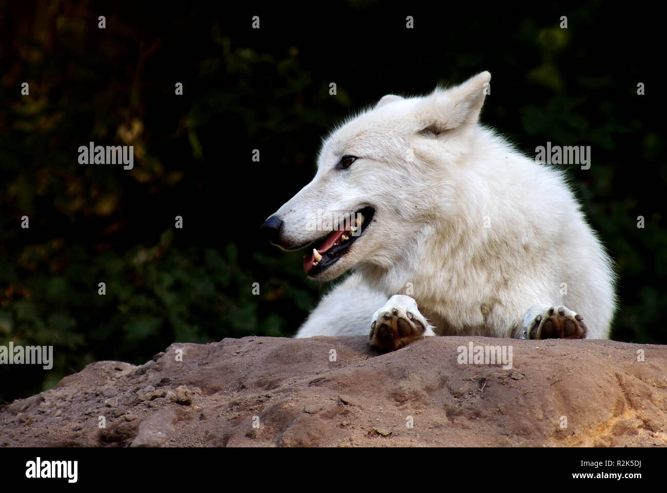 Canini hi-res stock photography and images - Alamy