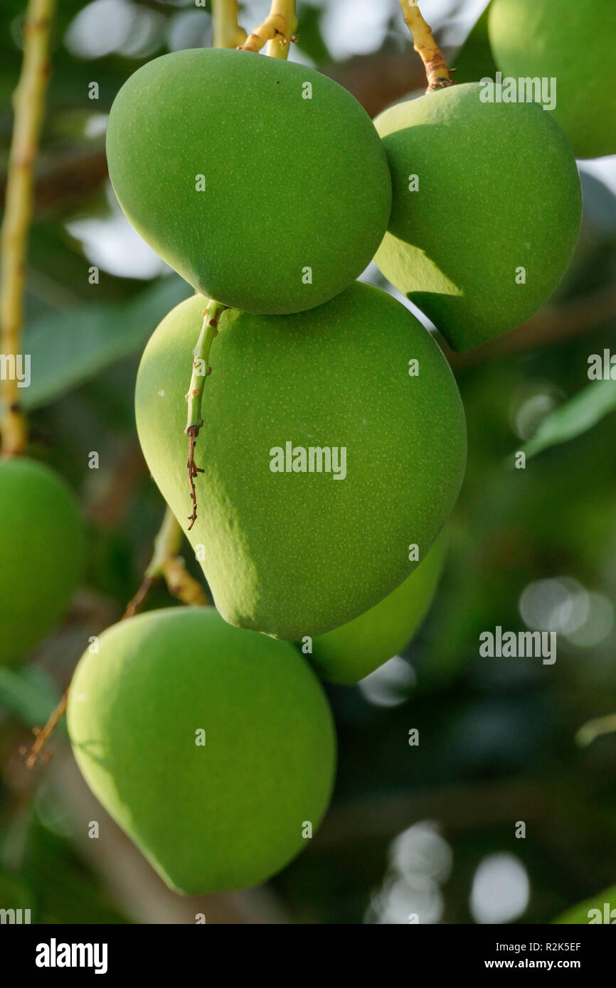 Thailand, Asia, Mangoes on the Tree, Plantation Stock Photo - Alamy