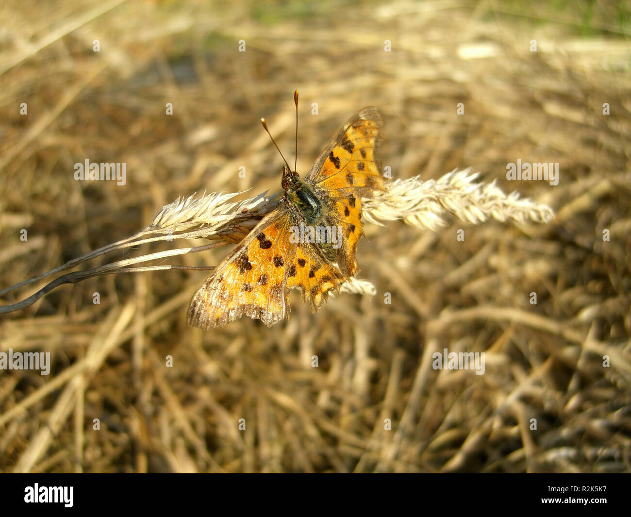 C falter hi-res stock photography and images - Alamy