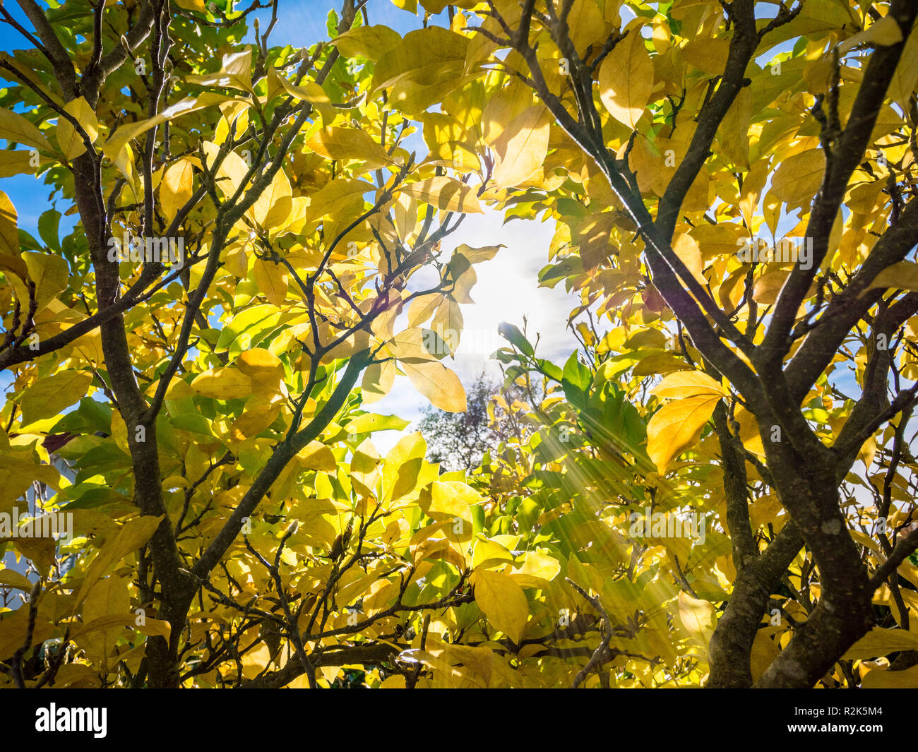 Magnolia tree autumn hi-res stock photography and images - Alamy