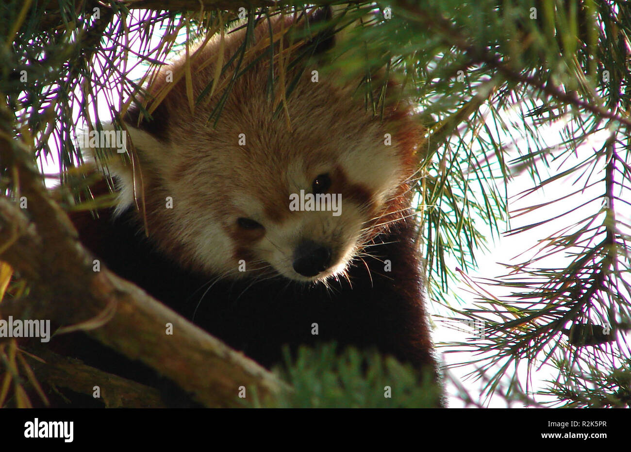 Image little panda hi-res stock photography and images - Alamy