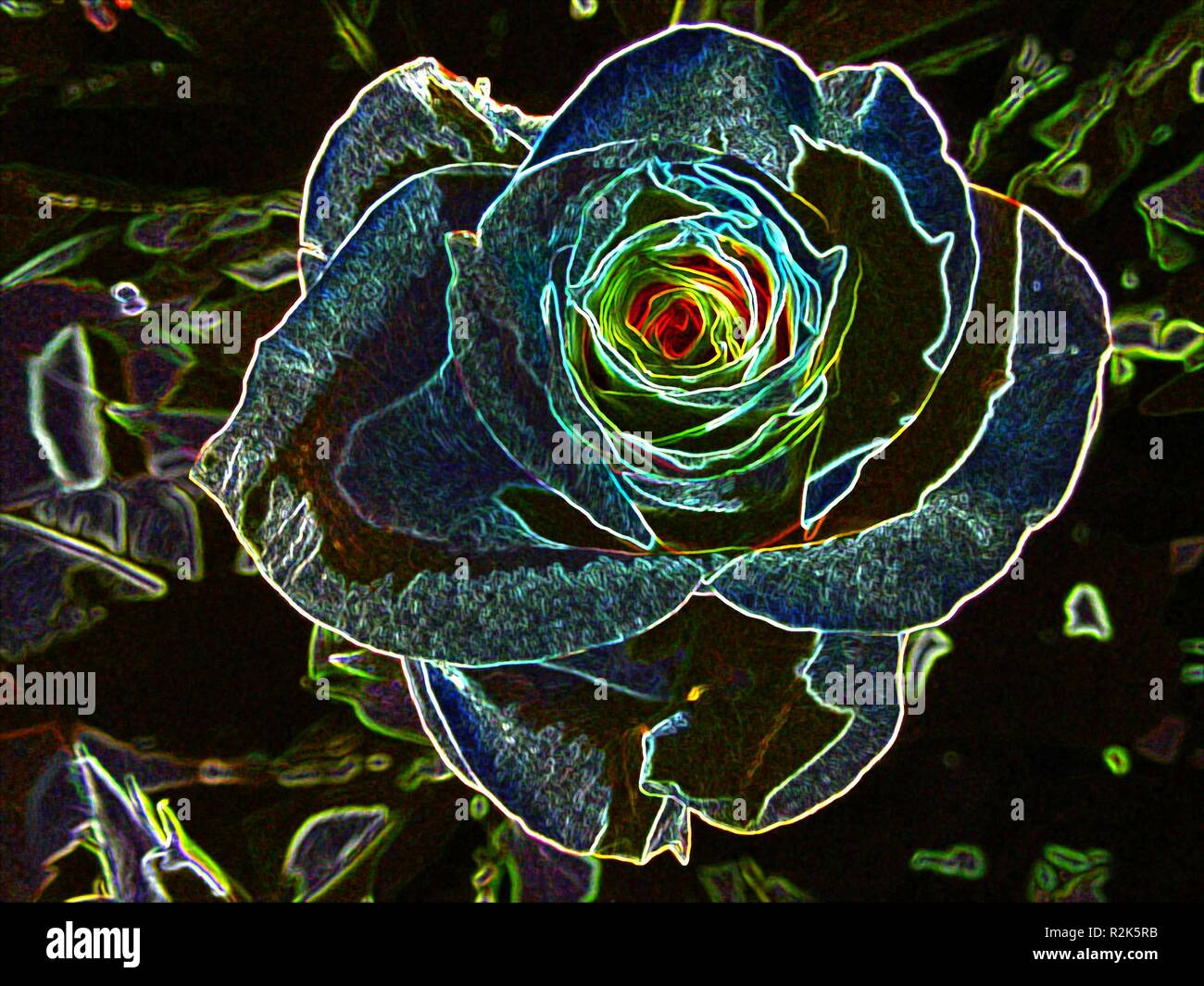 Rose outlines hi-res stock photography and images - Alamy