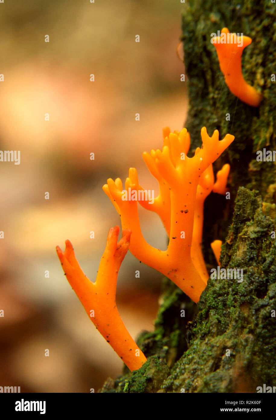 Gallertpilz hi-res stock photography and images - Alamy