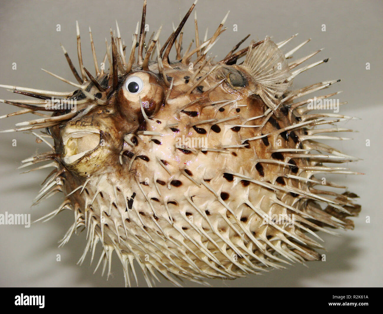 Hedgehog fish hi-res stock photography and images - Alamy