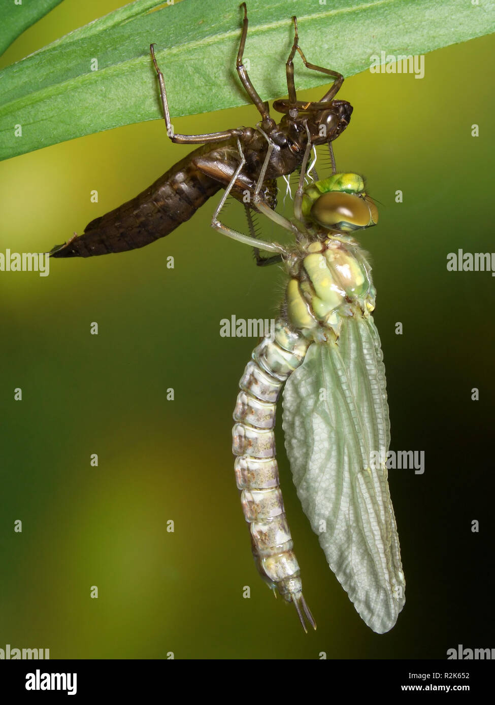 hatching dragonfly (9 Stock Photo - Alamy