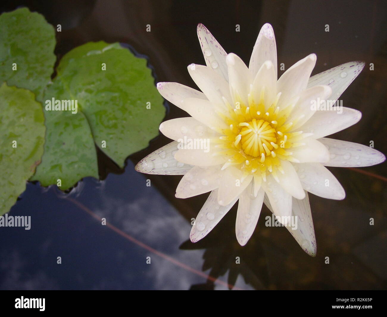 flower in water Stock Photo - Alamy