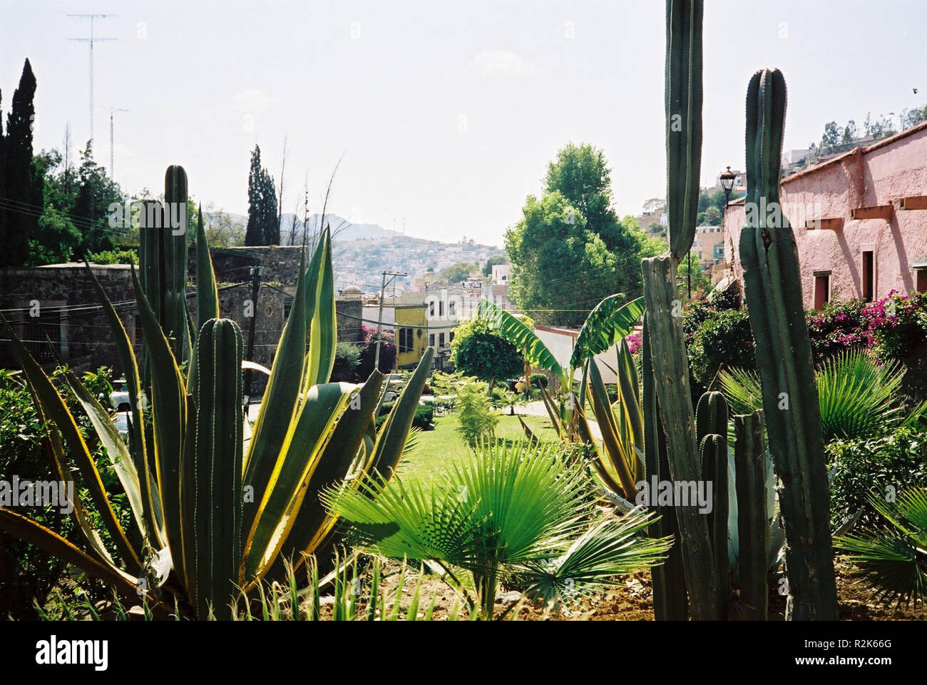 cactus garden in guanajuato Stock Photo - Alamy