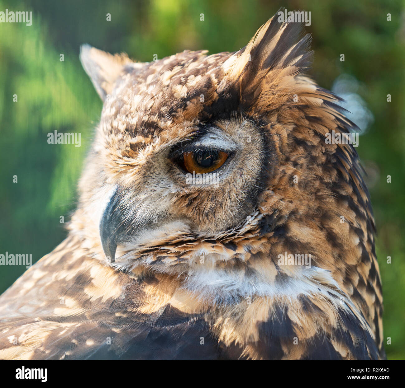 Close-up view of Cape Eagle Owl Stock Photo - Alamy