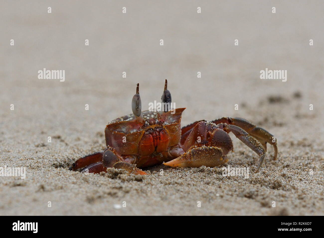 Crab forceps hi-res stock photography and images - Alamy