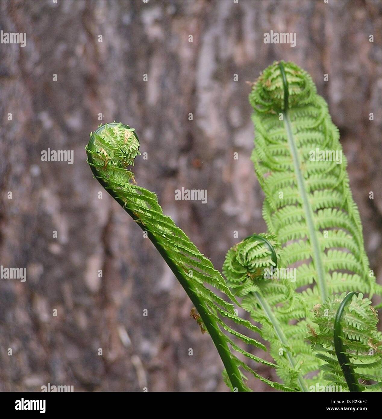 Farnpflanze hi-res stock photography and images - Alamy