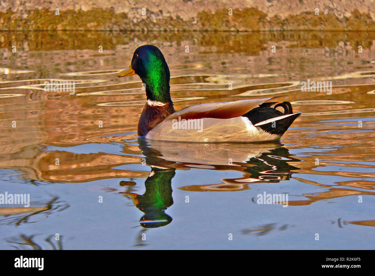 Enti hi-res stock photography and images - Alamy