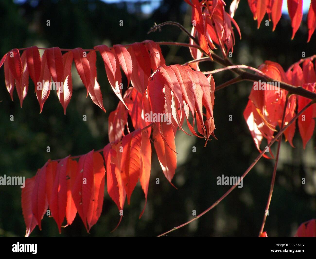 Vinegar tree hi-res stock photography and images - Alamy
