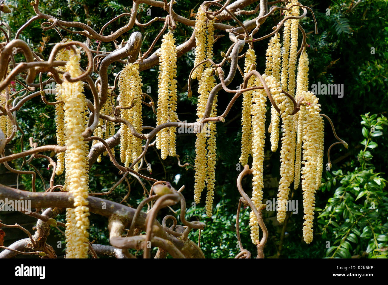 Corkscrew hazel branch with pollen cones hi-res stock photography and images - Alamy