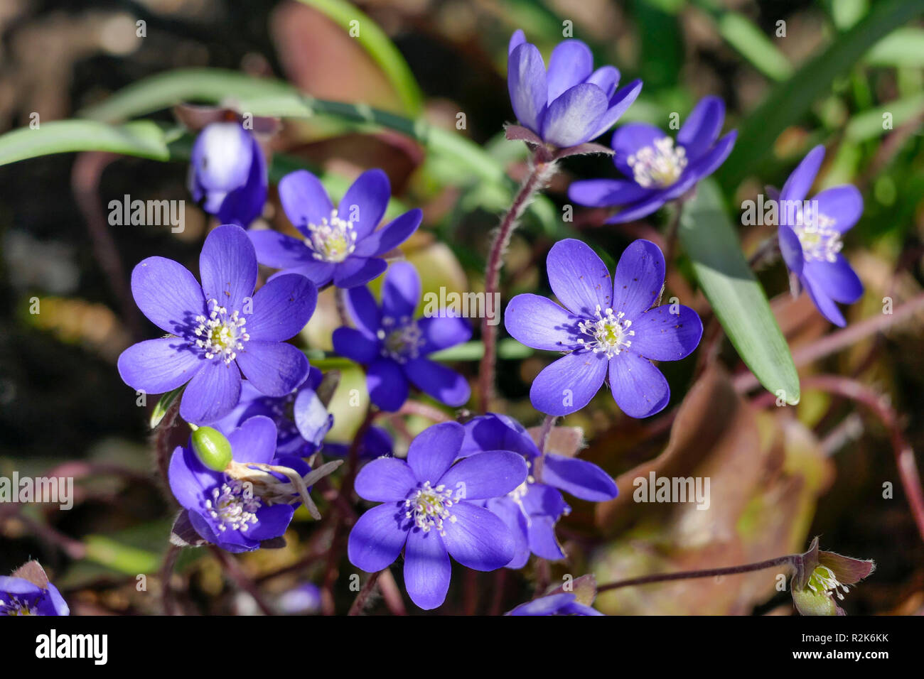 Liverleaf hi-res stock photography and images - Alamy