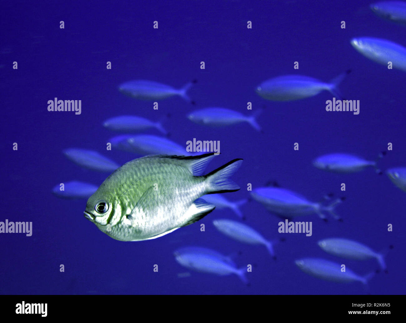 Harsh fish underwater fish pisces hi-res stock photography and images ...