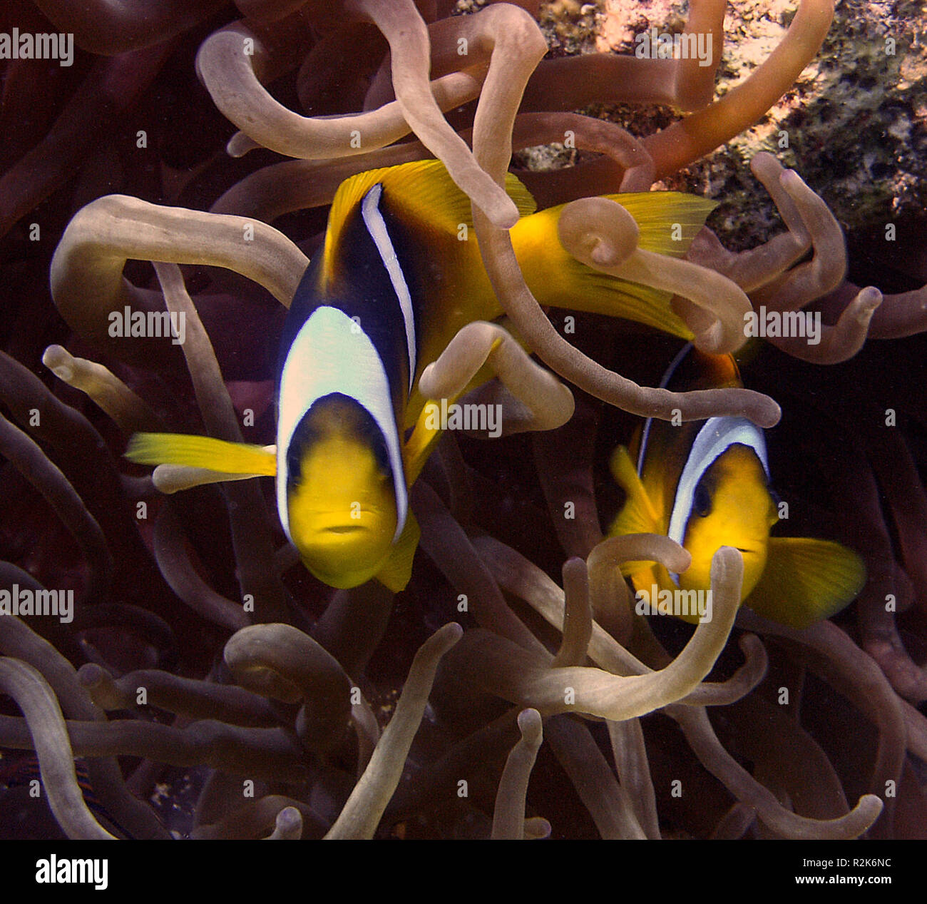 Red sea anemone hi-res stock photography and images - Alamy