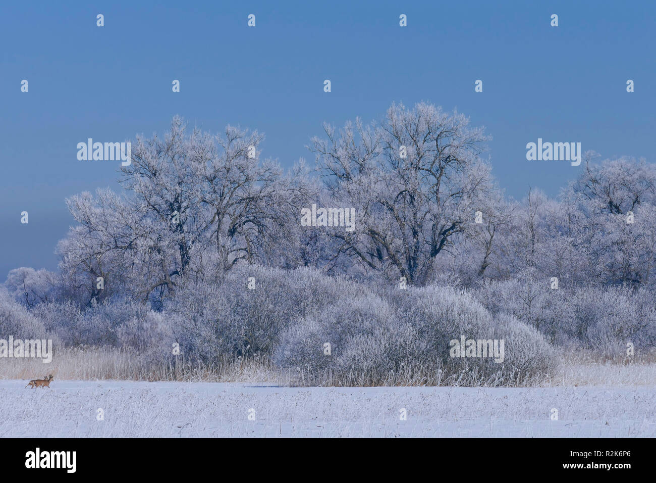 Hoarfrost on trees hi-res stock photography and images - Alamy