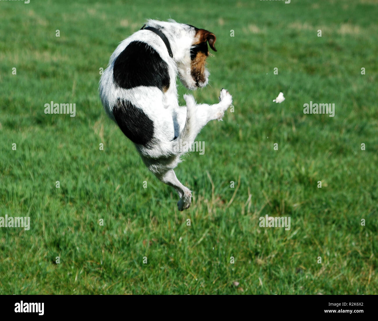 Jack russell terrier playing football hi-res stock photography and ...