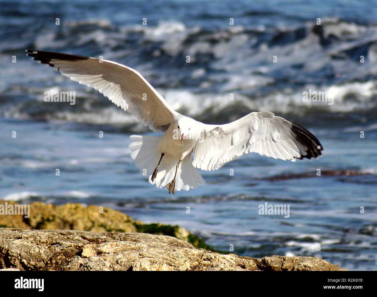 seagull in flight Stock Photo - Alamy