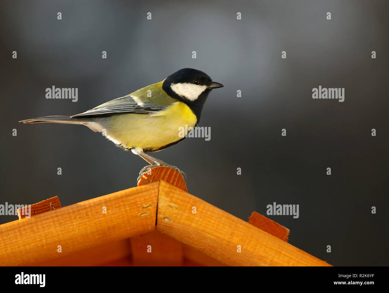 Hungry aviary hi-res stock photography and images - Alamy