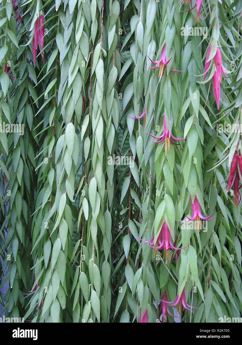 Ceratostema rauhii hi-res stock photography and images - Alamy