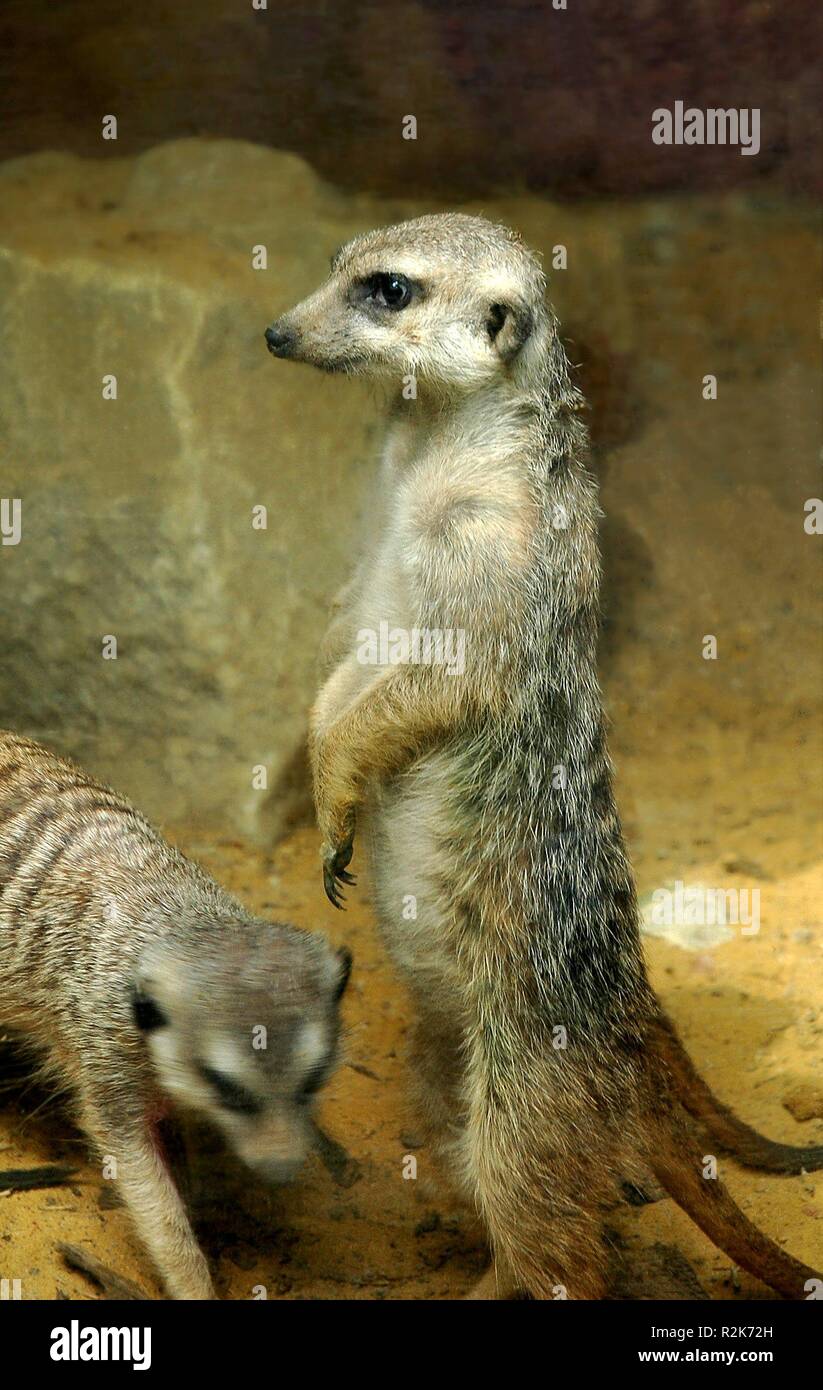 Erdmanns hi-res stock photography and images - Alamy