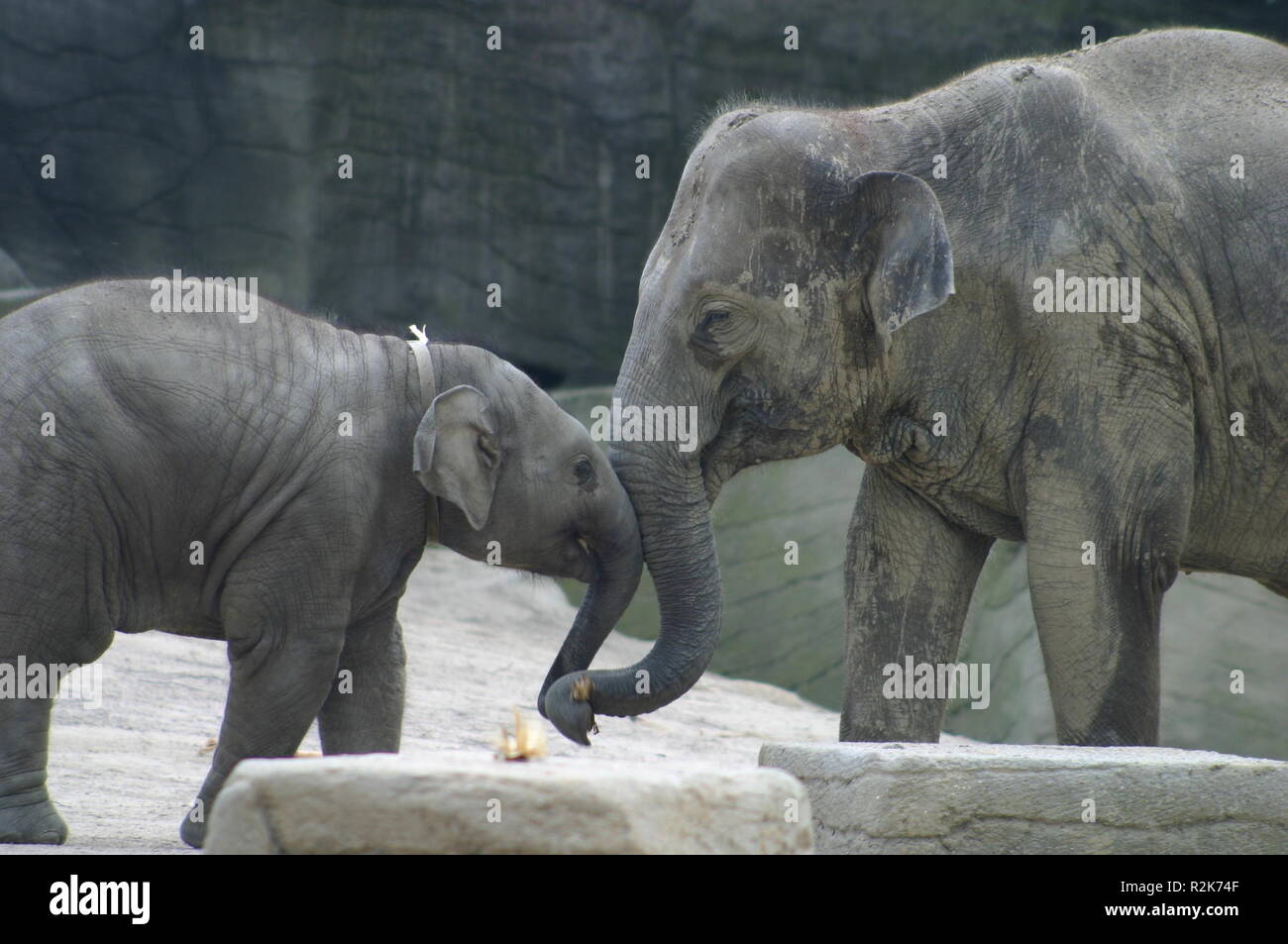 Little jumbo hi-res stock photography and images - Alamy