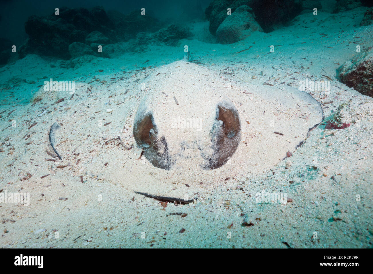 Diamond Stingray, Dasyatis brevis, Baltra Island, Galapagos, Ecuador ...