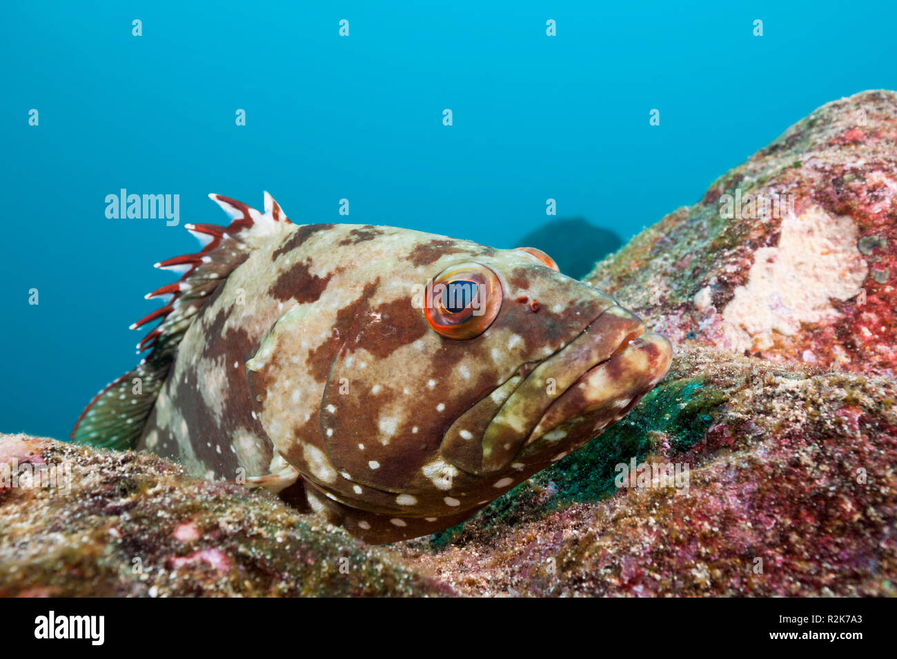 Flag Cabrilla, Epinephelus labriformis, North Seymour, Galapagos ...