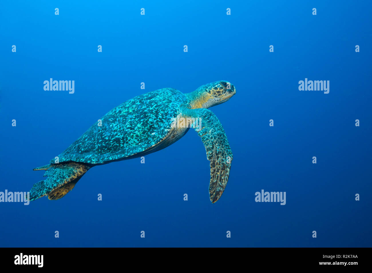 Green Sea Turtle, Chelonia mydas, Arch, Darwin Island, Galapagos ...
